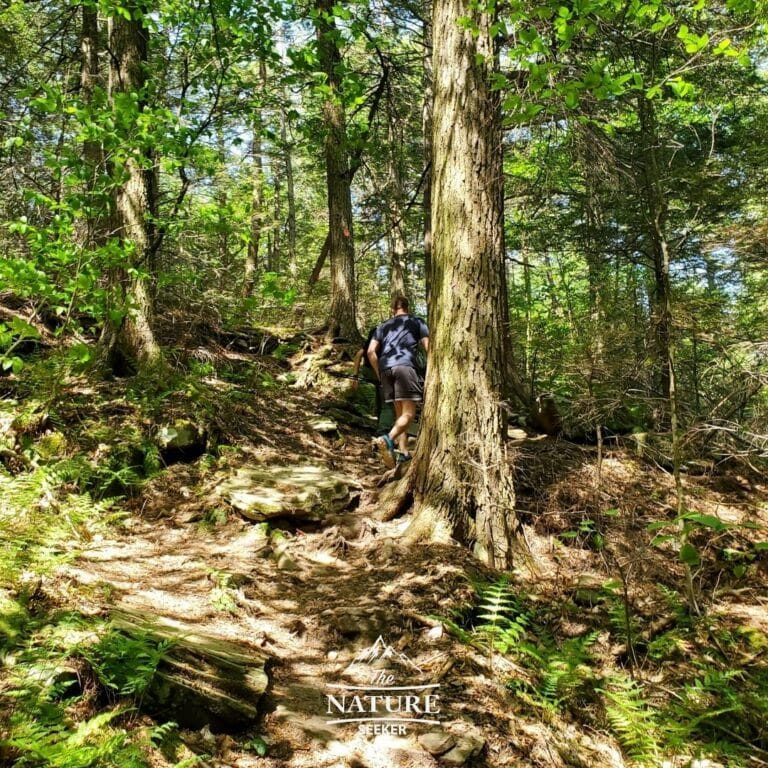 How to Hike The Devil's Path Trail in One Day