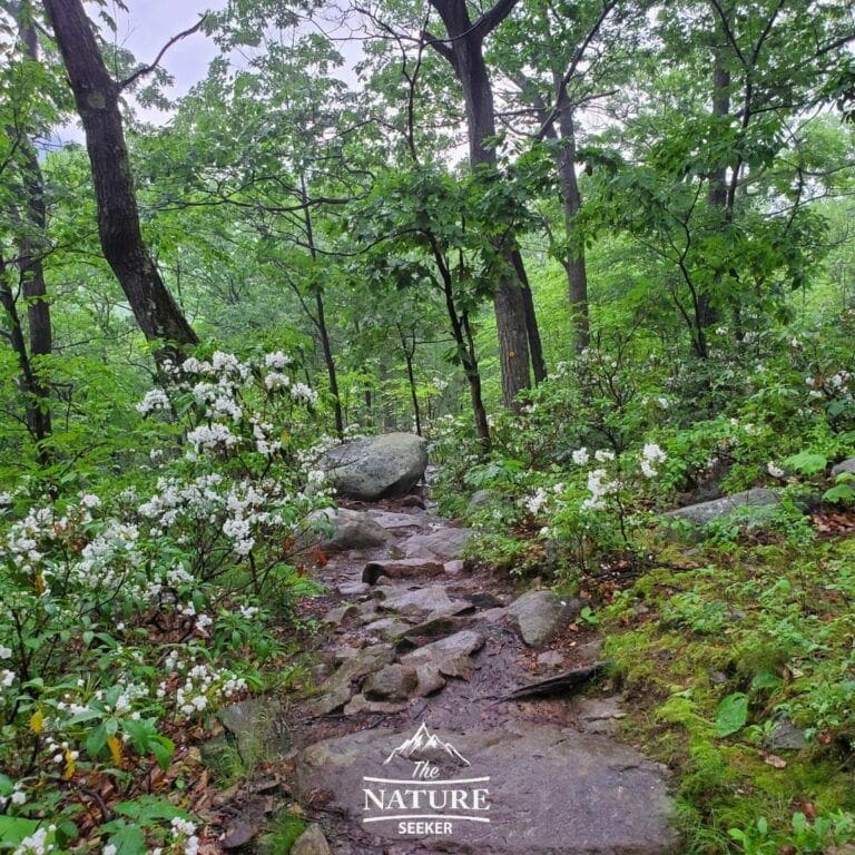 How to Hike The Bull Hill Short Loop Trail For Beginners