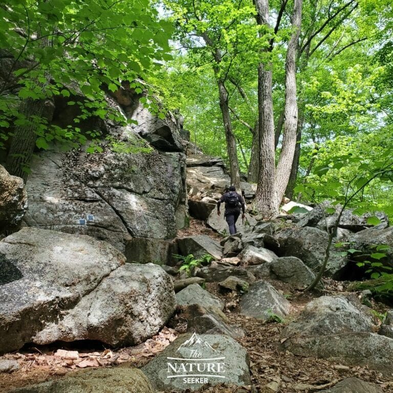 How to Hike The Reeves Brook Loop Trail For Beginners