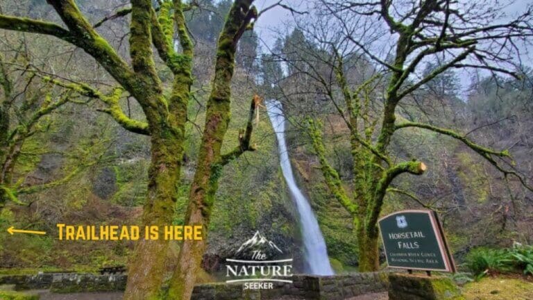 Is Oneonta Gorge Closed? Try This Alternative Trail Instead!