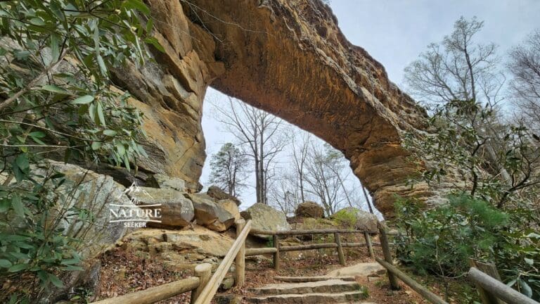 23 Things to do in Red River Gorge Kentucky For New Visitors
