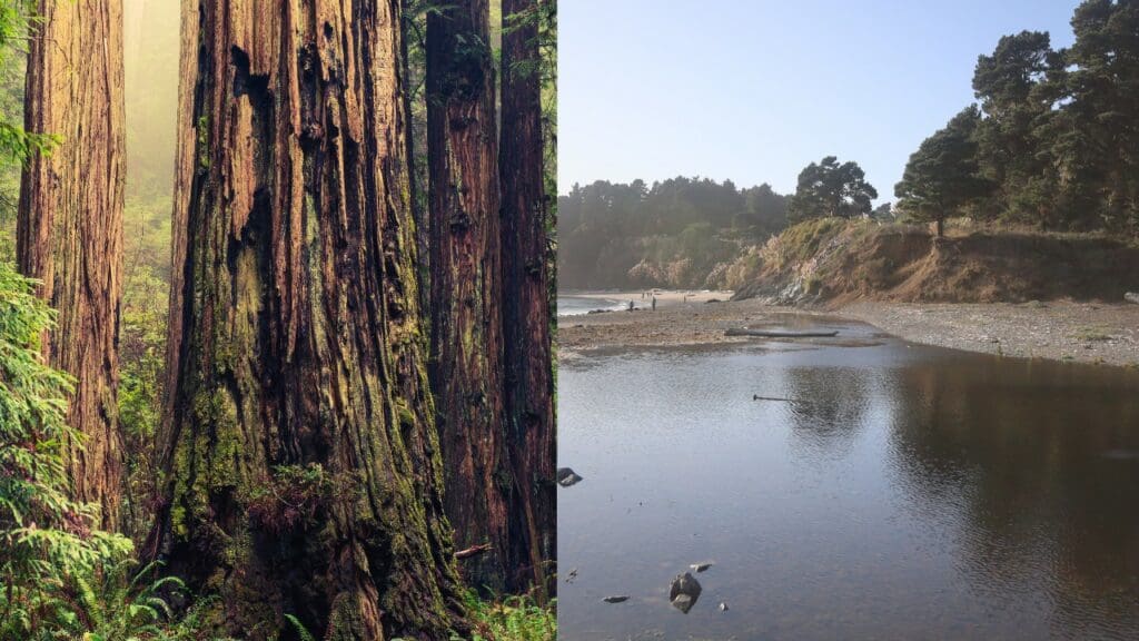 11 Best Places to See Redwoods in California