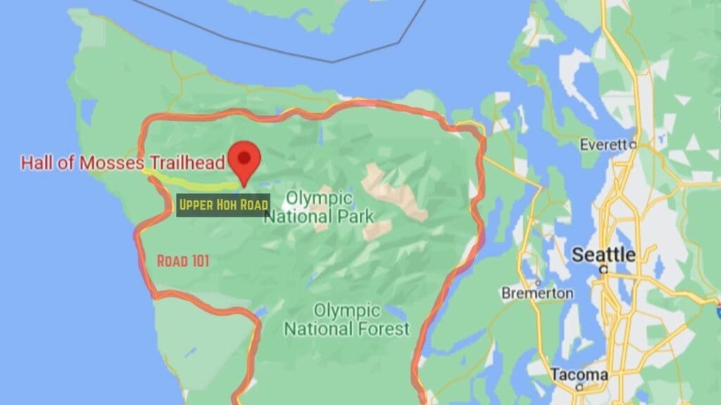 Hall of Mosses Trail: Everything to Know About This Hike