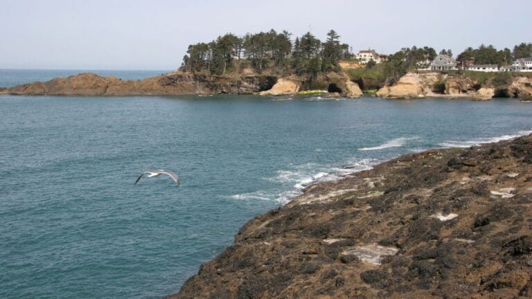 5 Best Places to do Whale Watching on The Oregon Coast