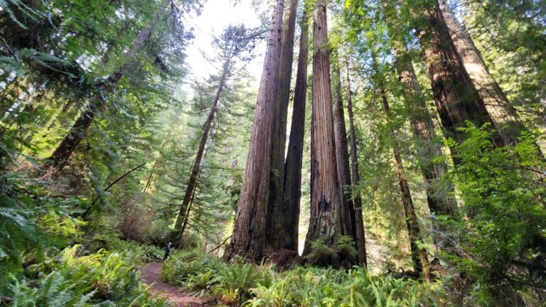 5 Best Places to See Redwoods in Oregon