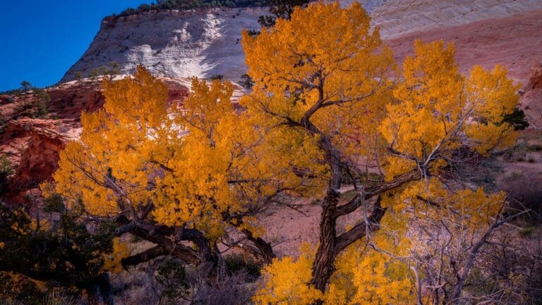 10 Best Places to See Fall Foliage in Utah