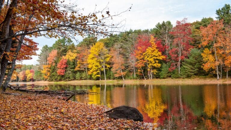 10 Best Maine Fall Foliage Road Trips To Take in 2025