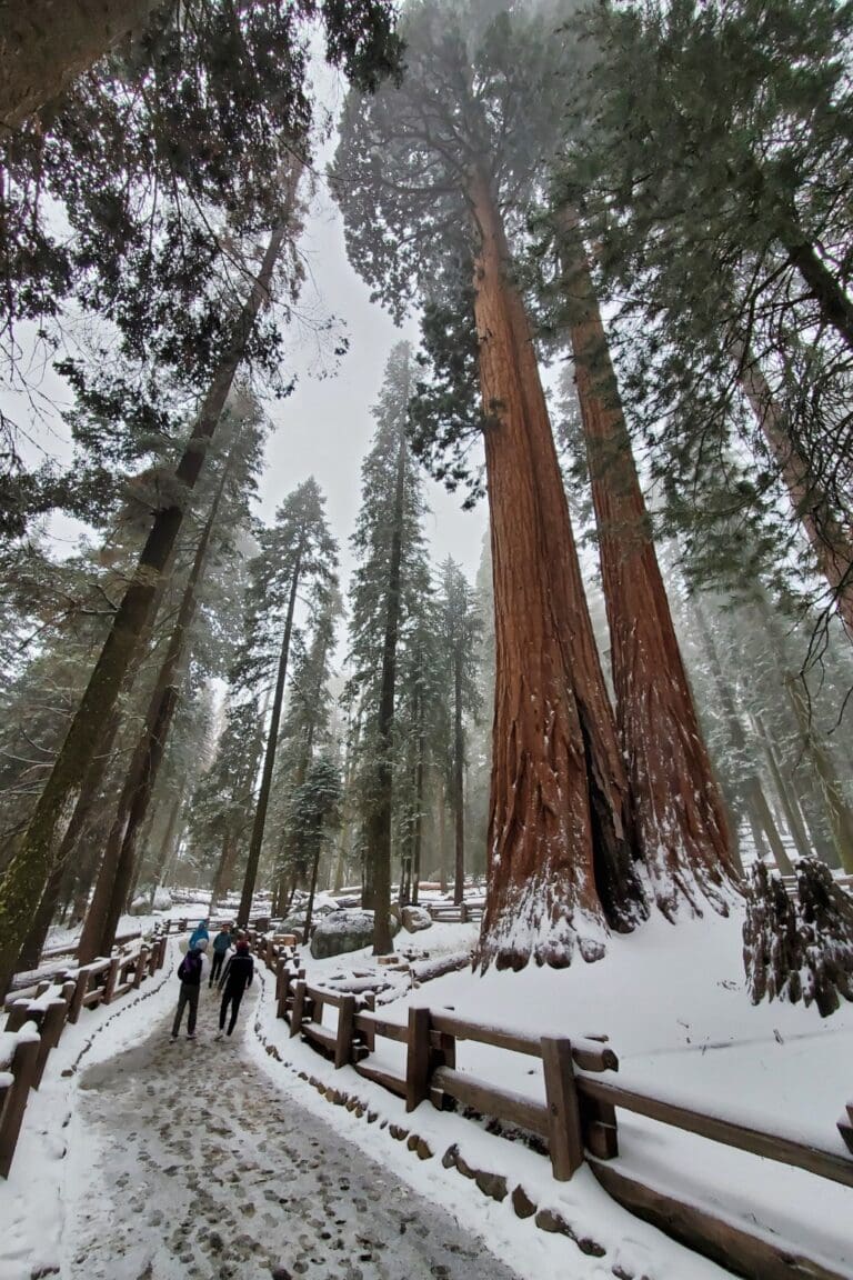 General Sherman Tree: Everything You Need to Know
