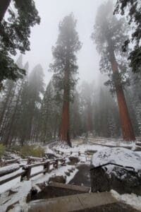 General Sherman Tree: Everything You Need to Know