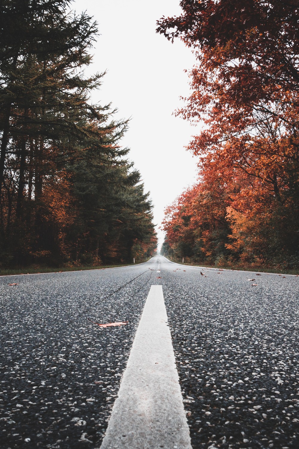 10 Best Scenic Drives in Arizona: A Guide to Unforgettable Road Trips