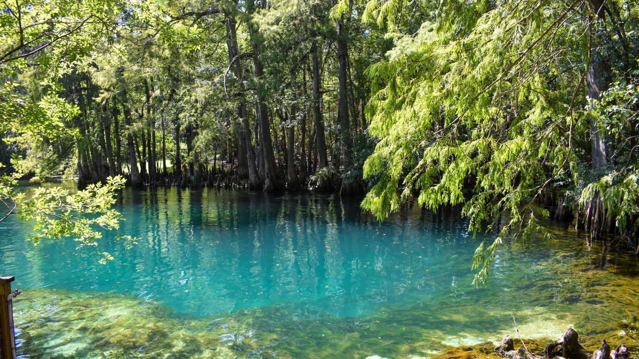 10 Best Natural Springs in Florida to Visit
