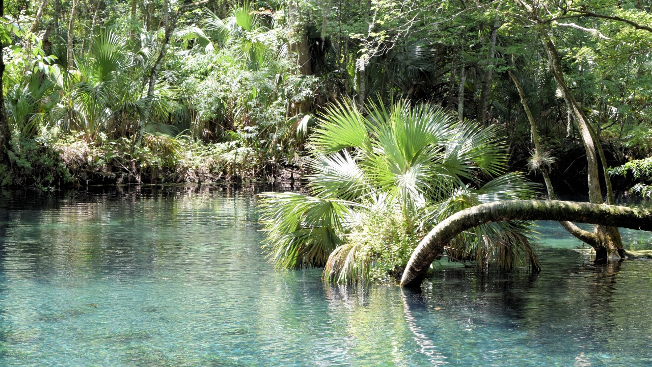 10 Best Natural Springs in Florida to Visit