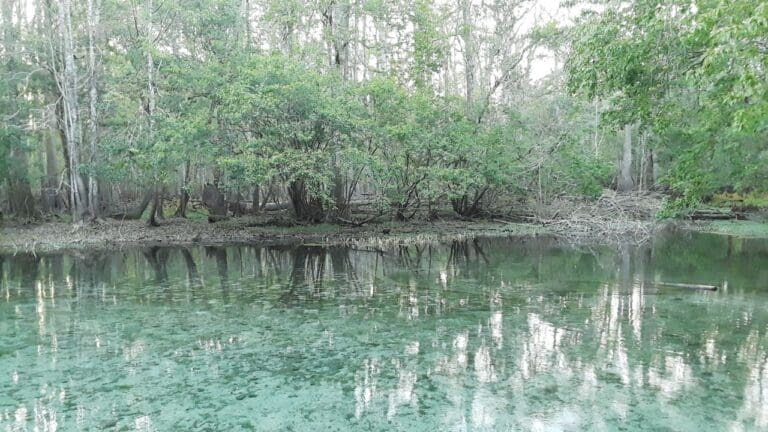 10 Best Natural Springs in Florida to Visit