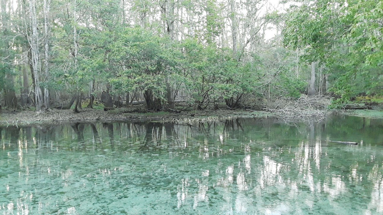 10 Best Natural Springs in Florida to Visit