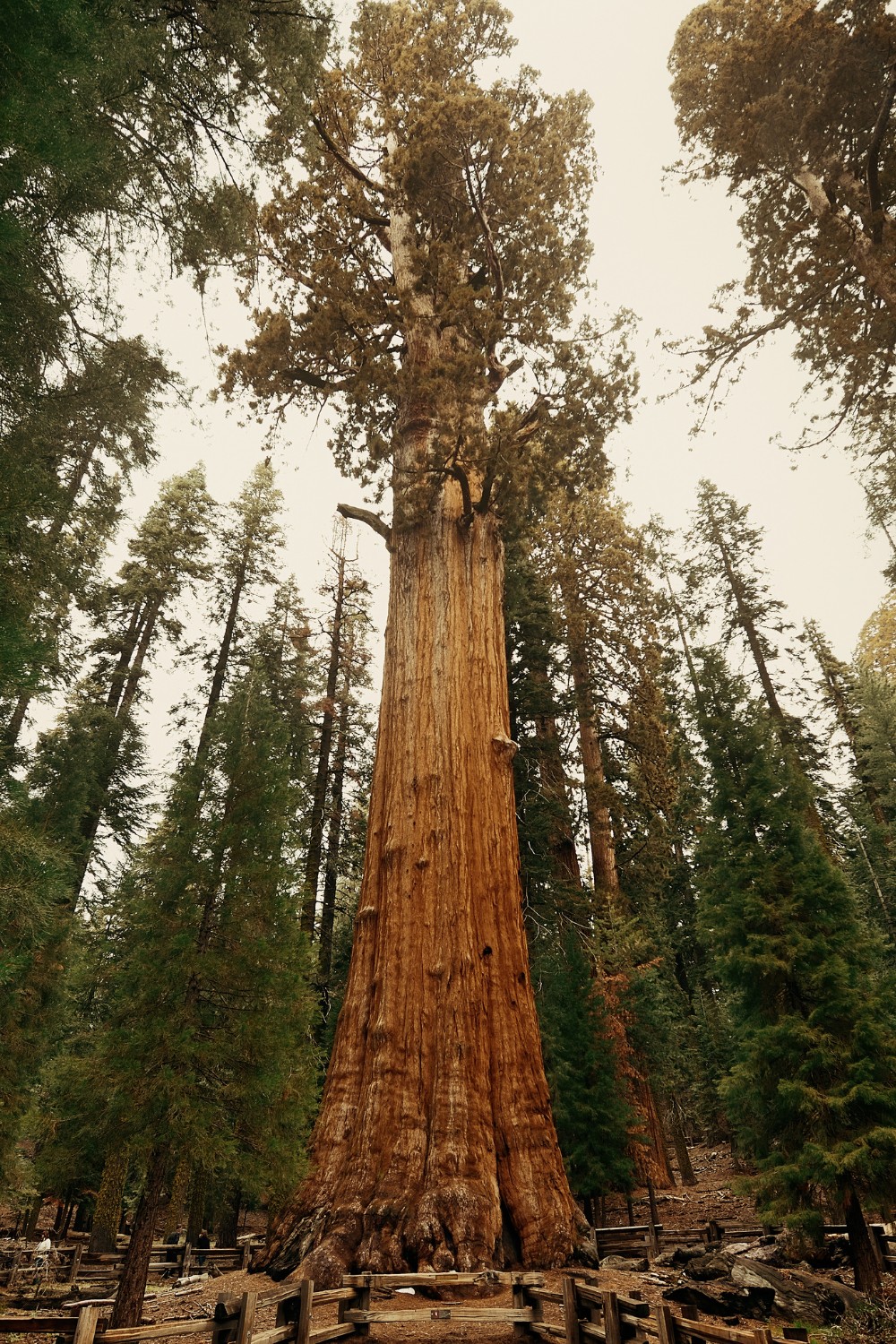 General Sherman Tree: Everything You Need to Know