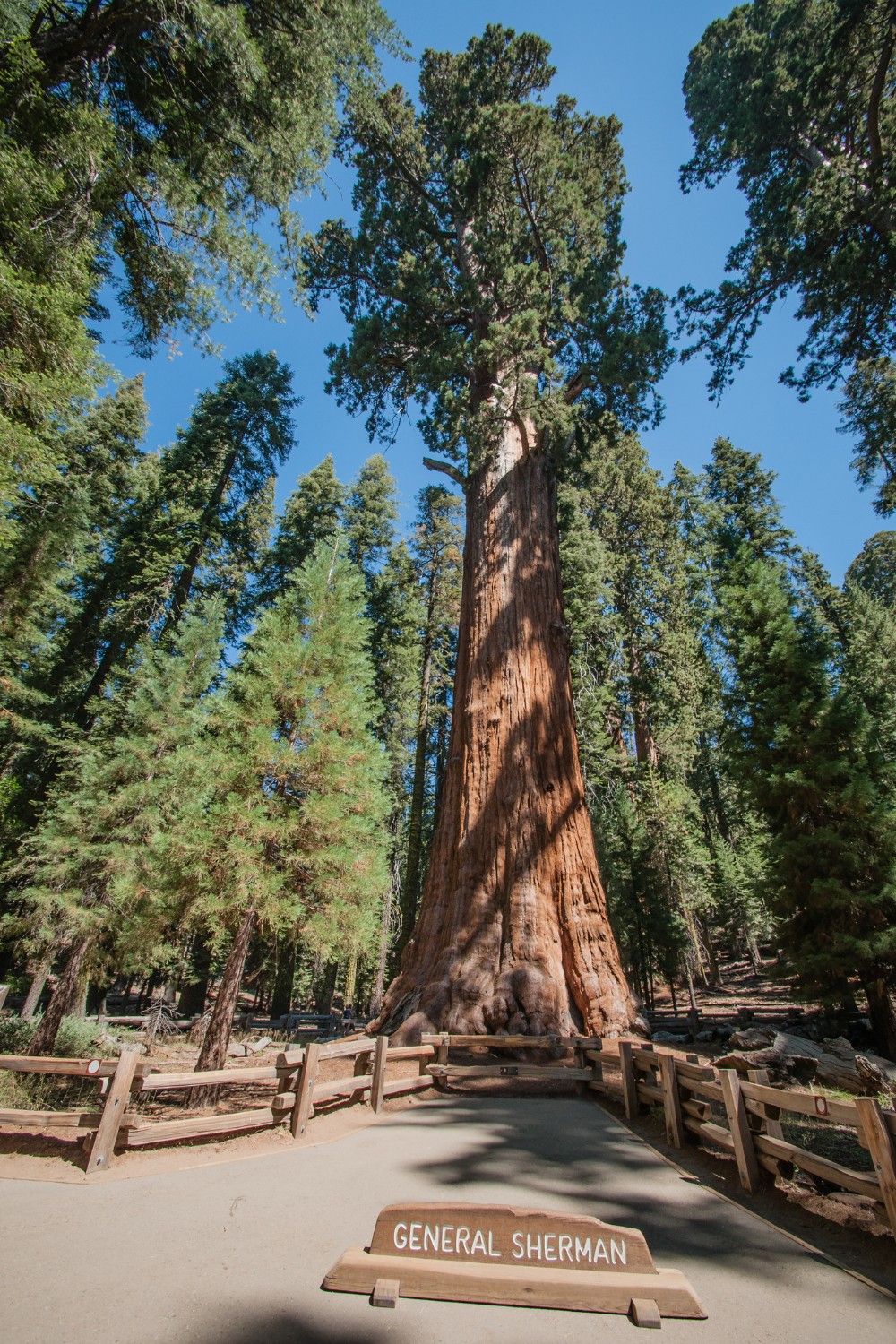 General Sherman Tree: Everything You Need to Know