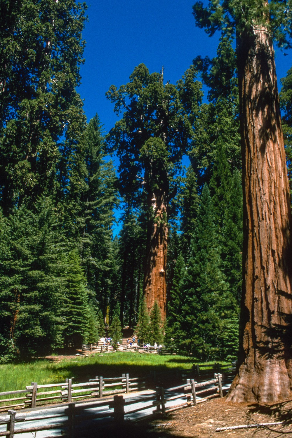 General Sherman Tree: Everything You Need to Know