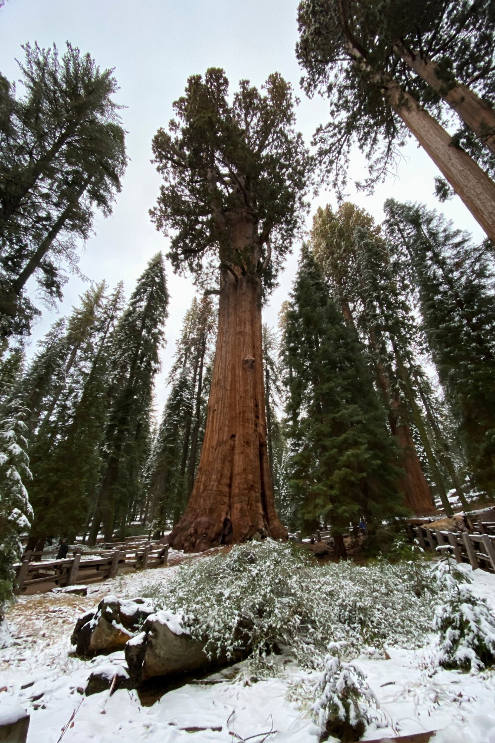 General Sherman Tree: Everything You Need to Know