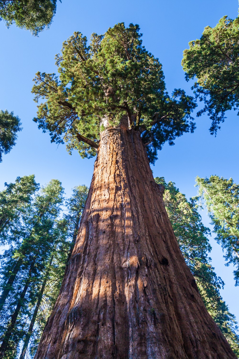 General Sherman Tree: Everything You Need to Know