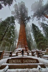General Sherman Tree: Everything You Need to Know