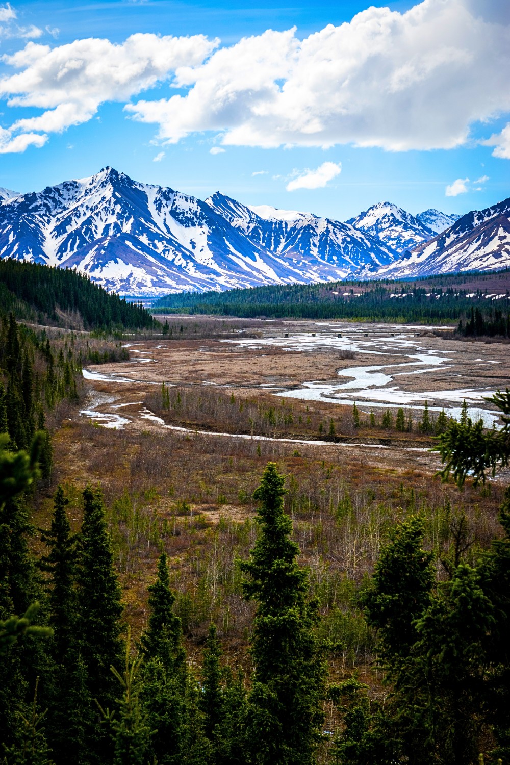 Denali National Park: 1st Time Visitor Guide