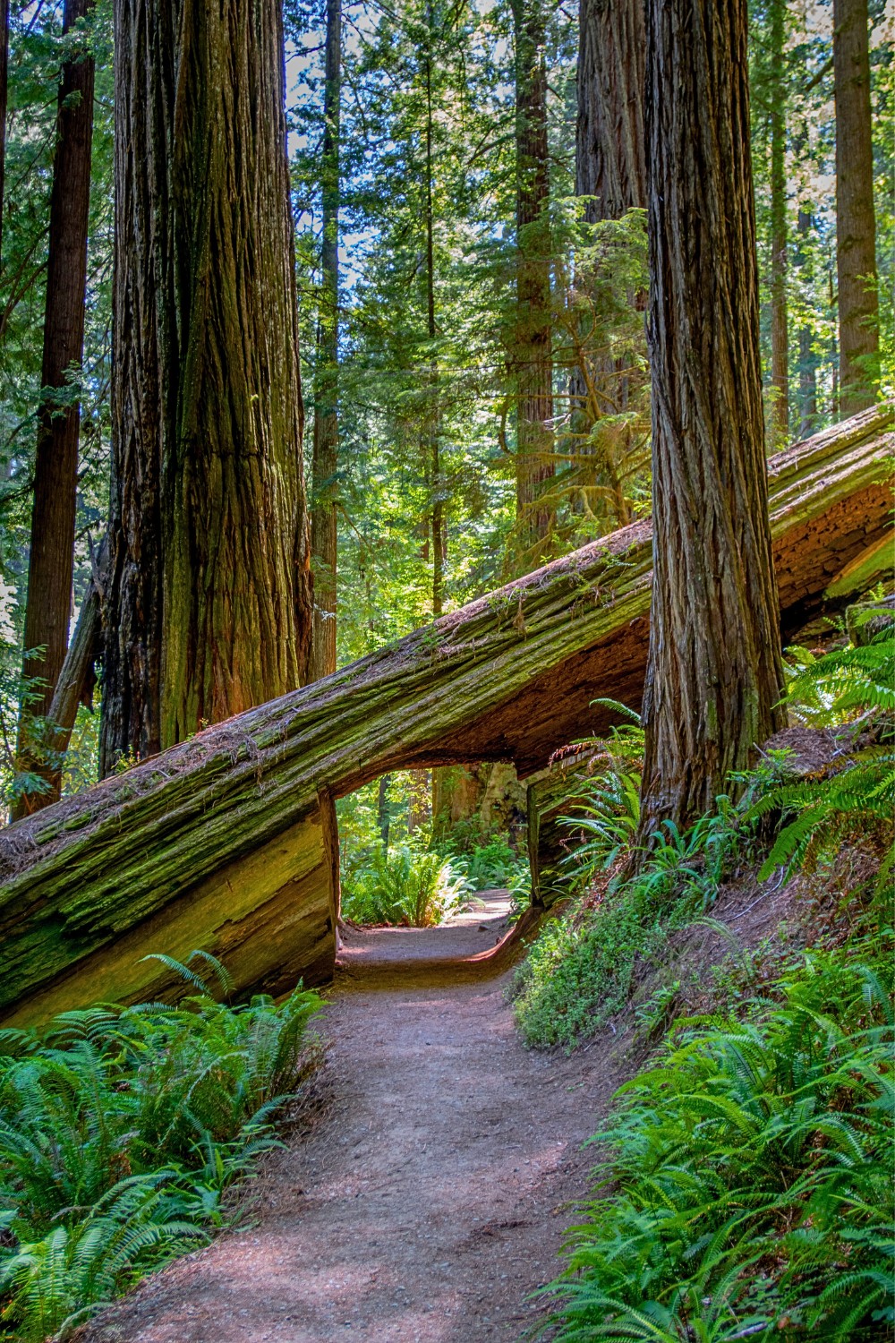 Redwood National Park: 1st Time Visitor Guide