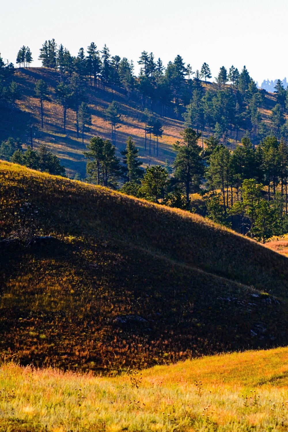 Wind Cave National Park South Dakota: 1st Time Visitor Guide