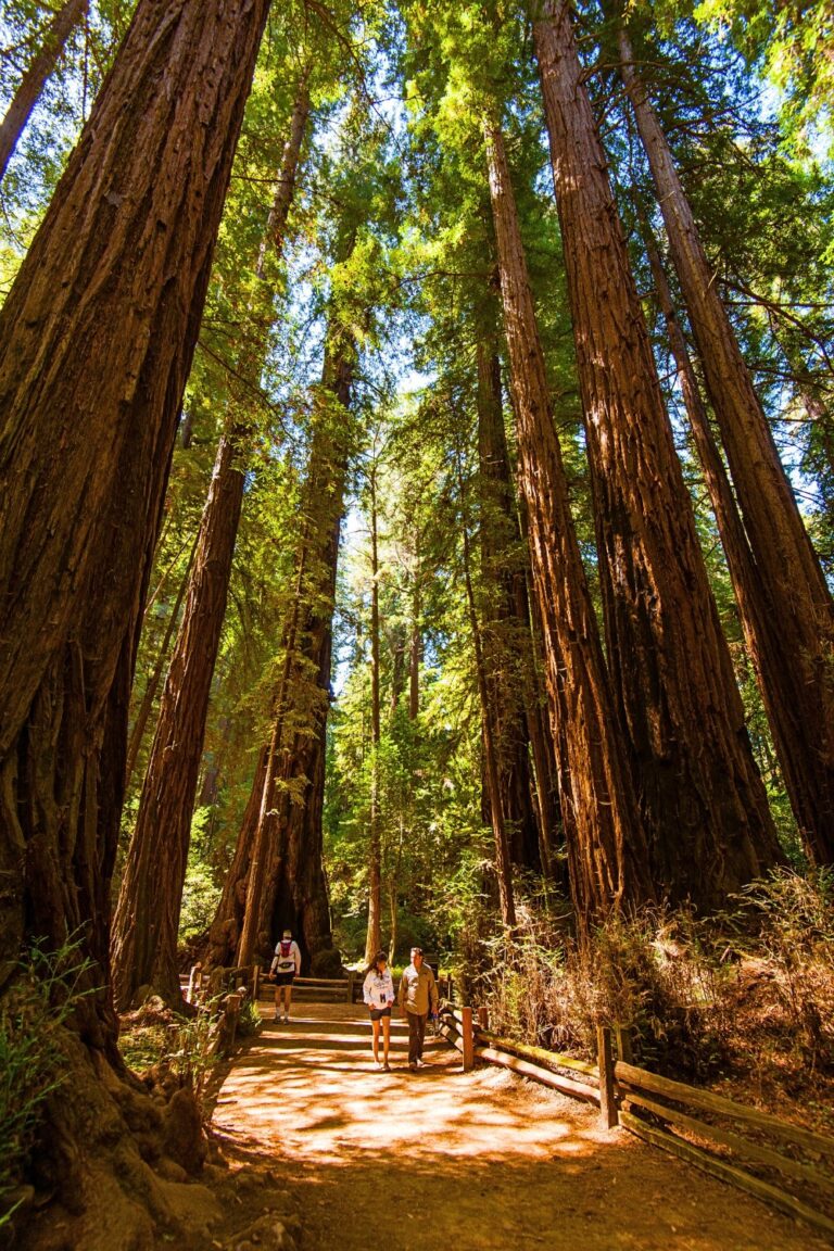 Redwood National Park: 1st Time Visitor Guide