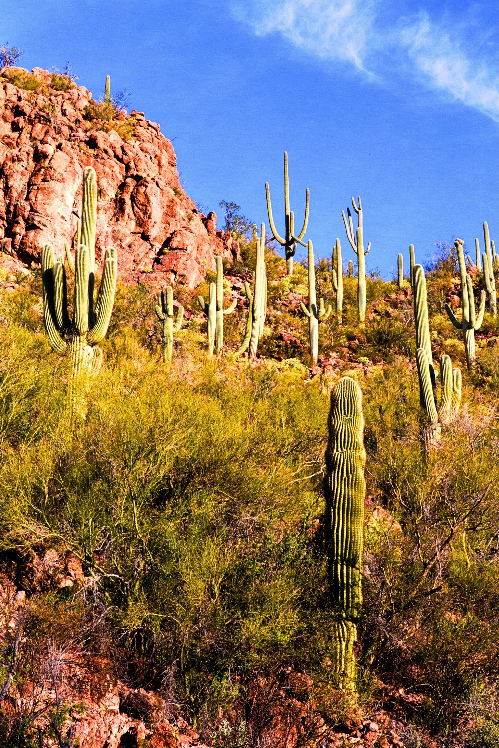 Saguaro National Park: 1st Time Visitor Guide