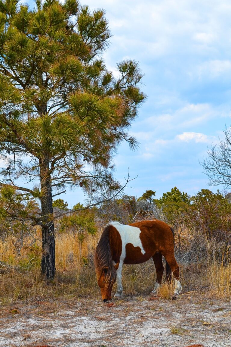 10 Maryland Road Trip Ideas With Hidden Gems