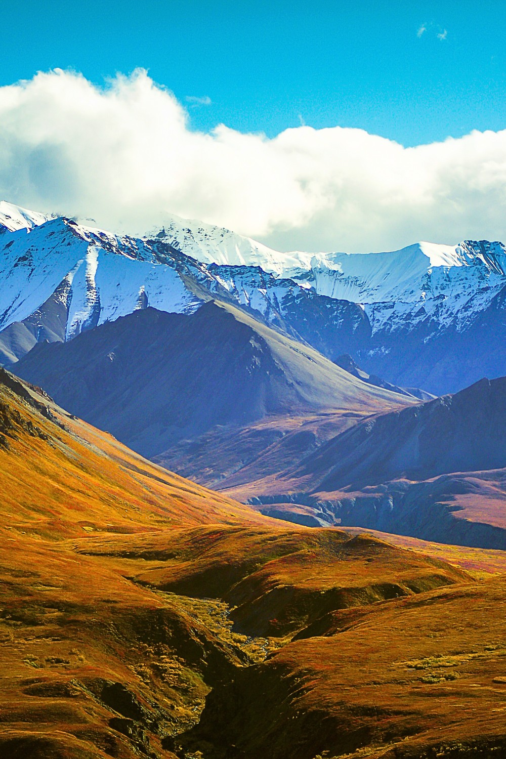 Denali National Park: 1st Time Visitor Guide