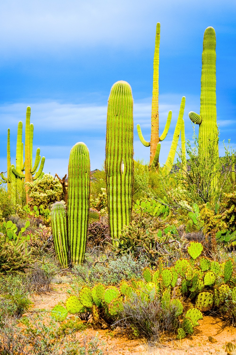 Saguaro National Park: 1st Time Visitor Guide