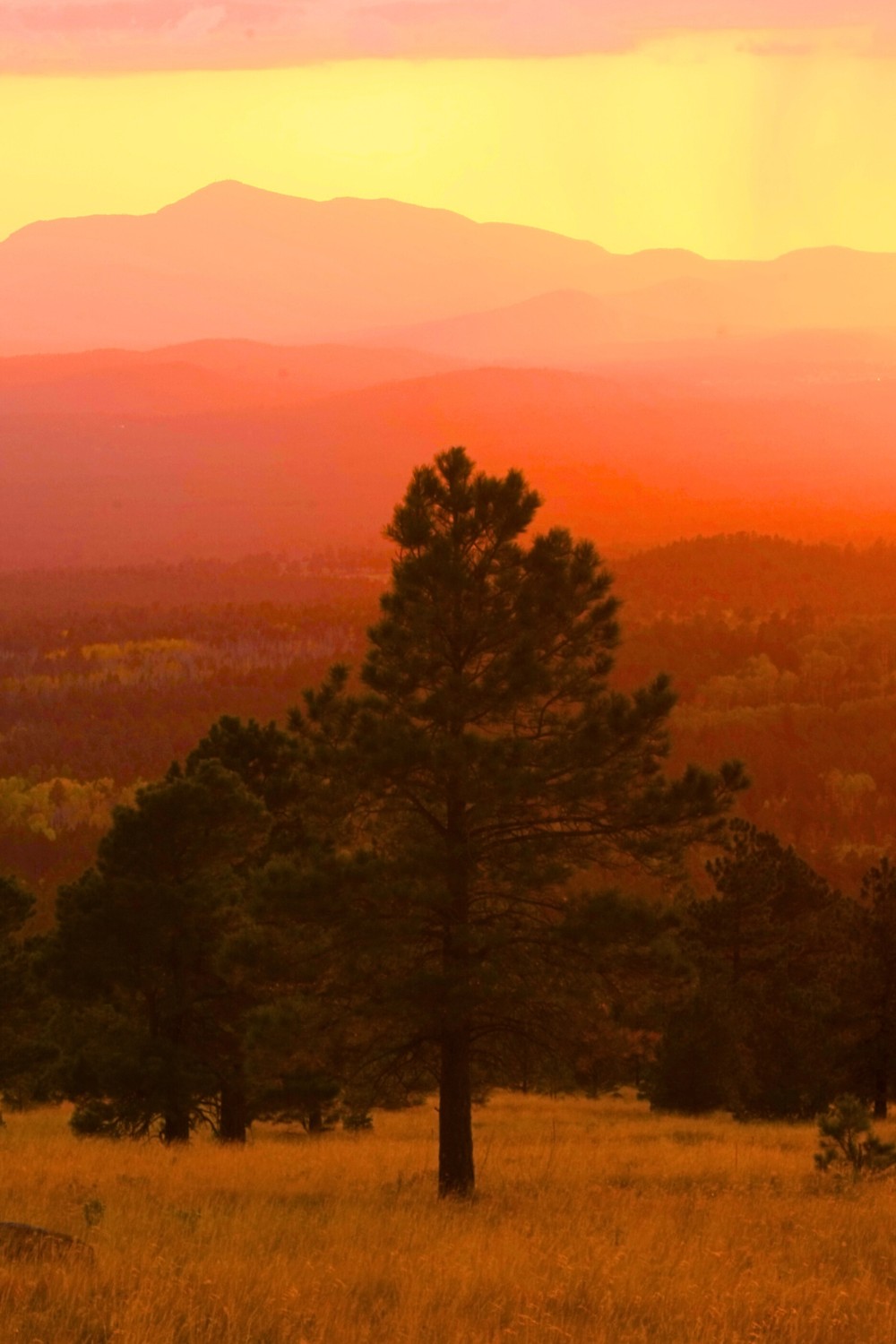 Coconino National Forest Arizona: 1st Time Visitor Guide