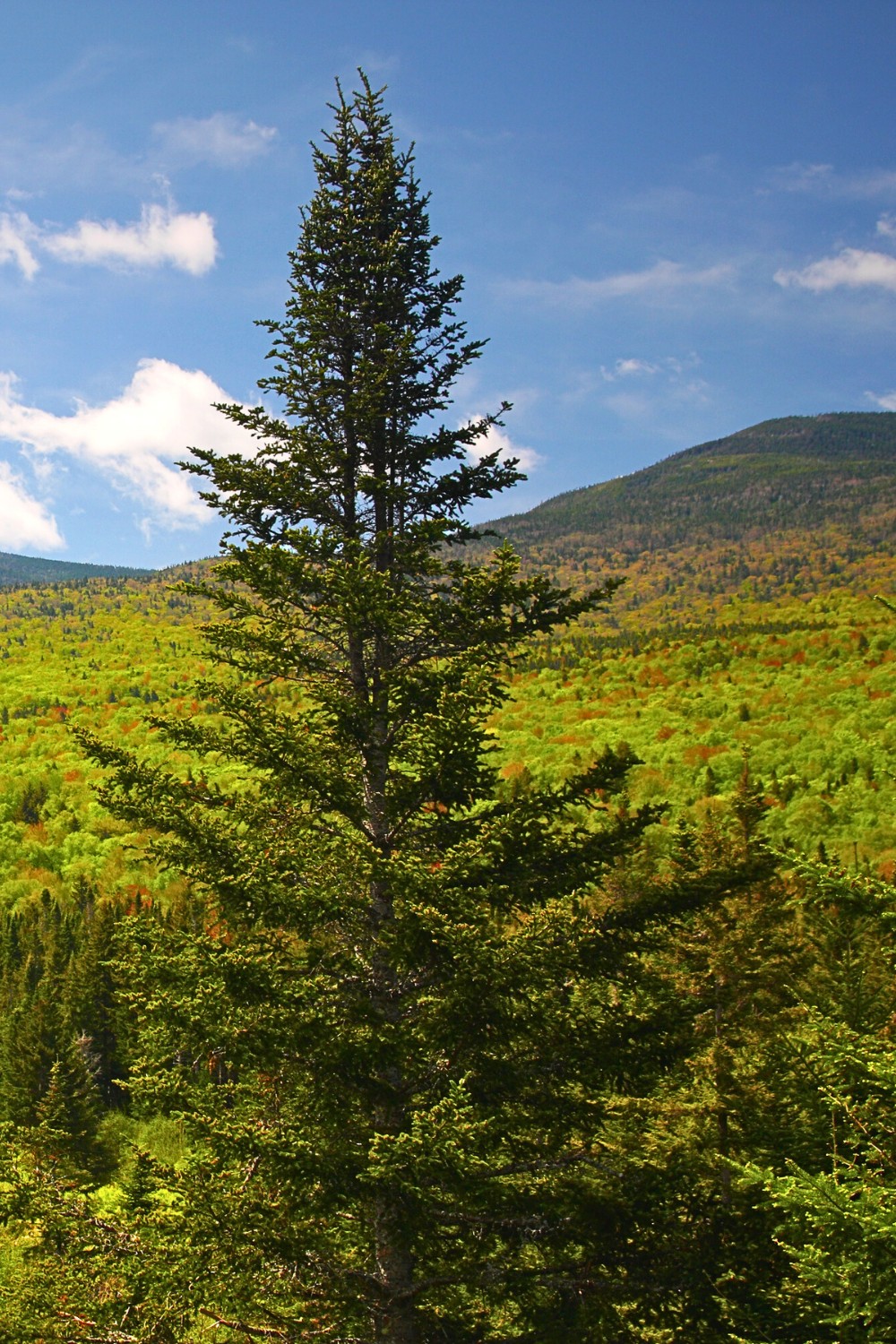 White Mountain National Forest