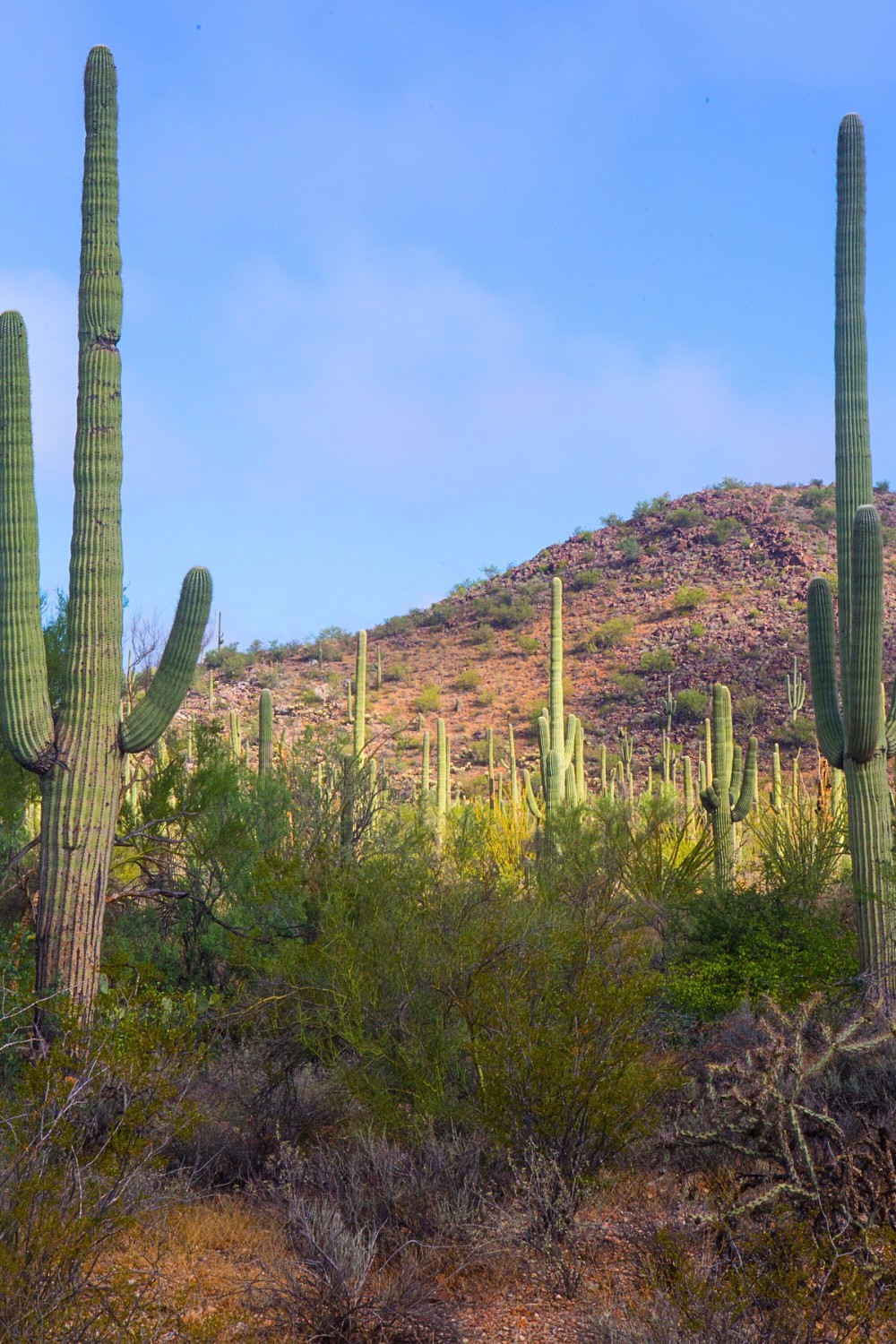 Saguaro National Park: 1st Time Visitor Guide