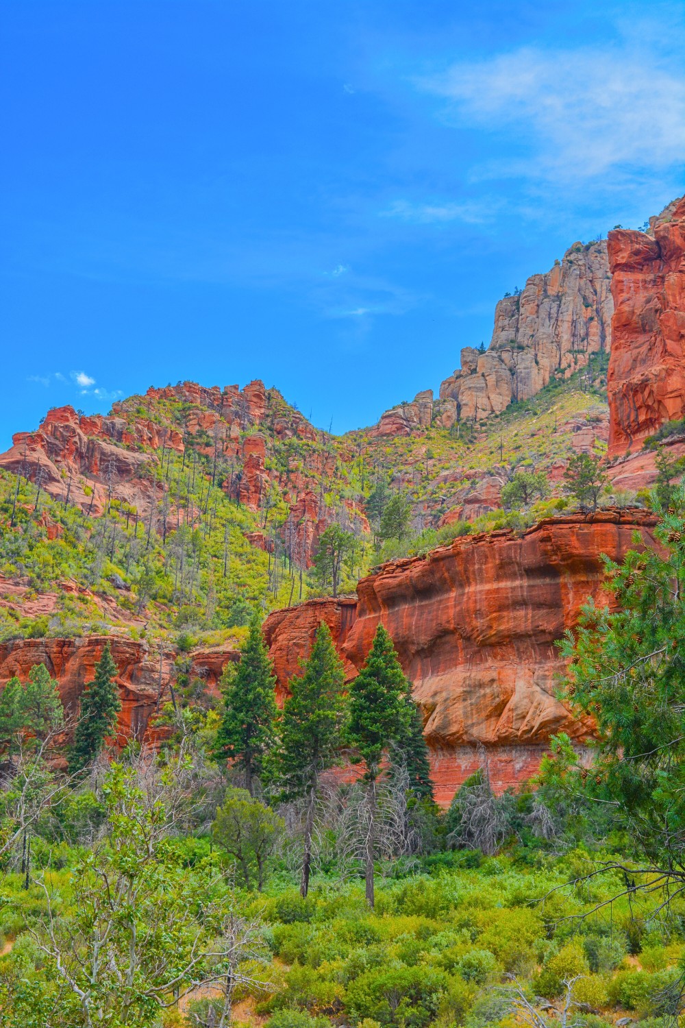 Coconino National Forest Arizona: 1st Time Visitor Guide