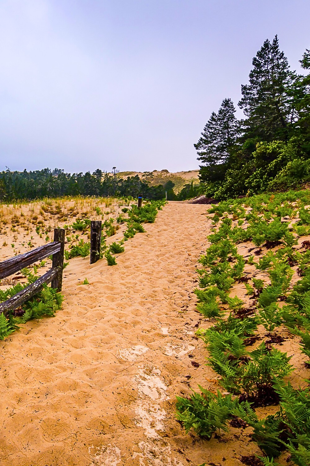 Oregon Dunes National Recreation Area: 1st Time Visitor Guide