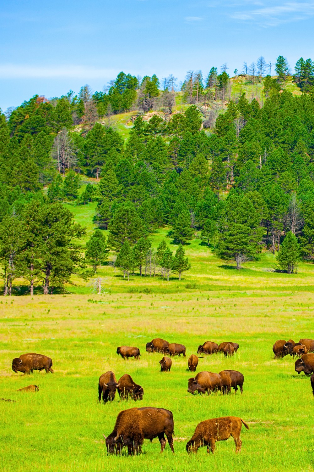 Wind Cave National Park South Dakota: 1st Time Visitor Guide
