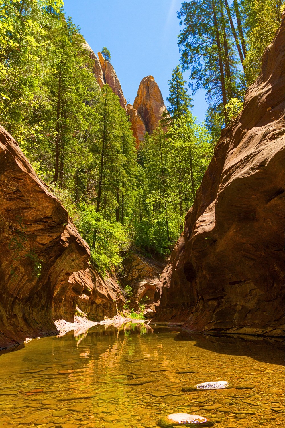 Coconino National Forest Arizona: 1st Time Visitor Guide