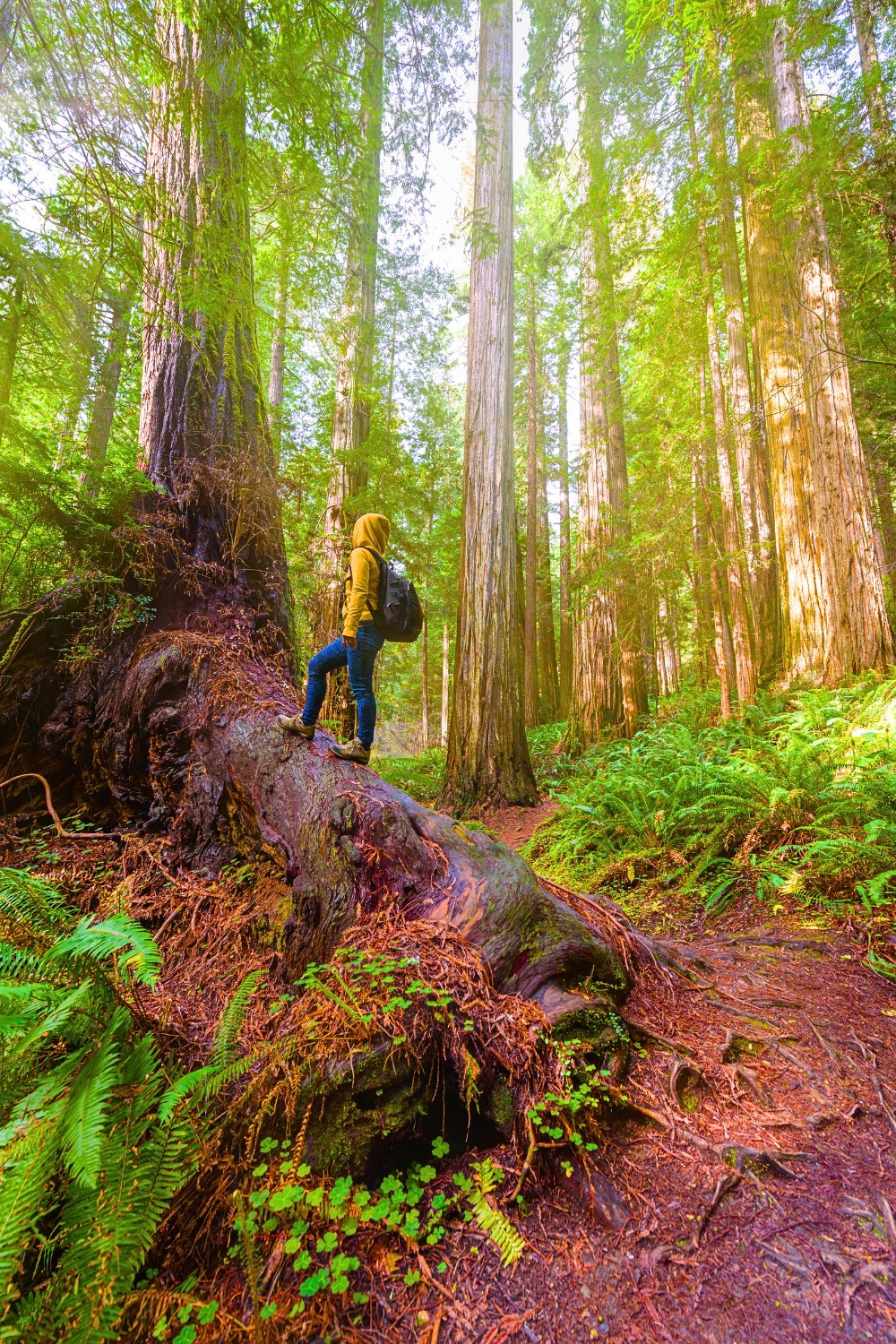Redwood National Park: 1st Time Visitor Guide