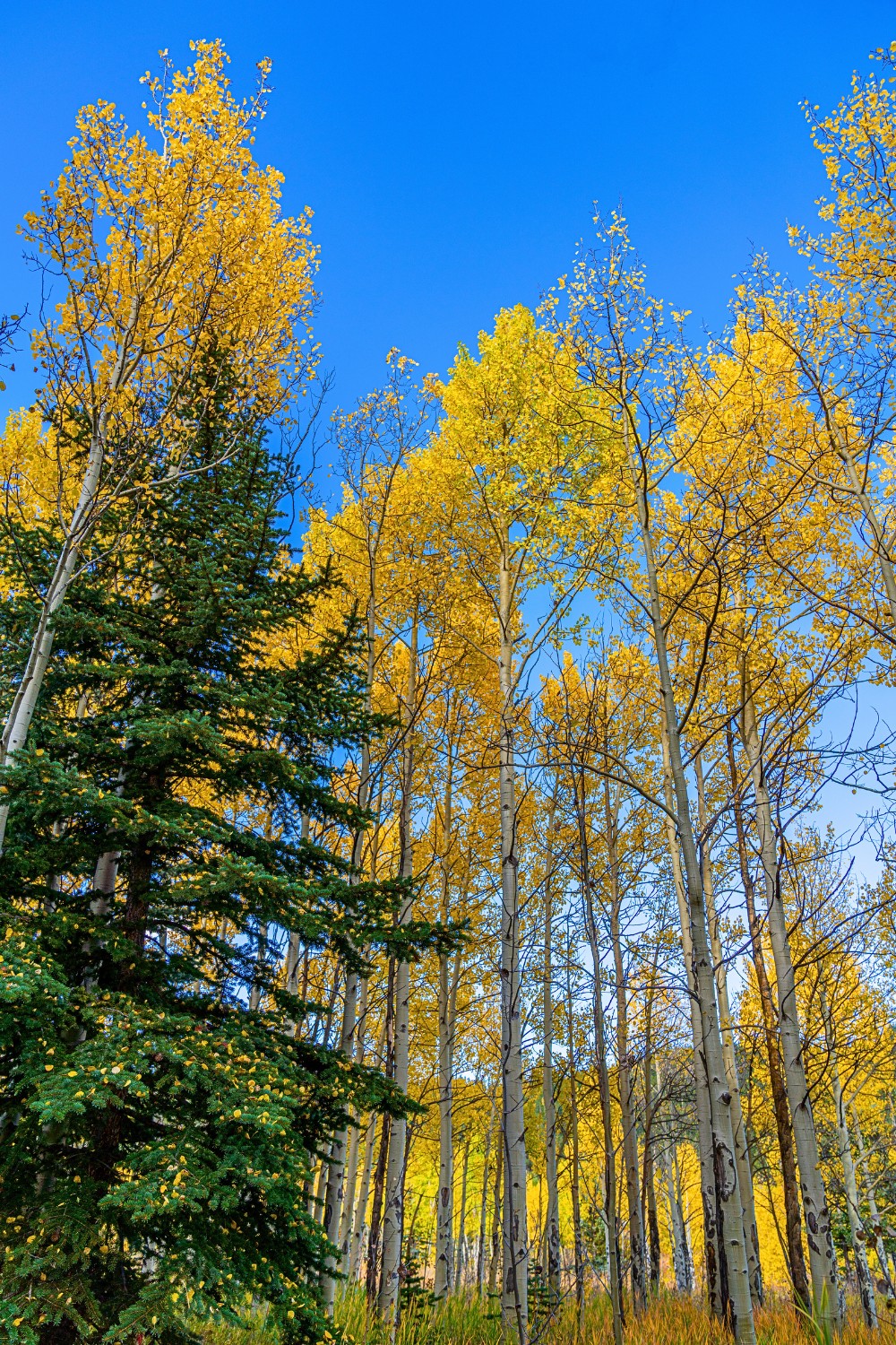 Golden Gate Canyon State Park Colorado: 1st Time Visitor Guide