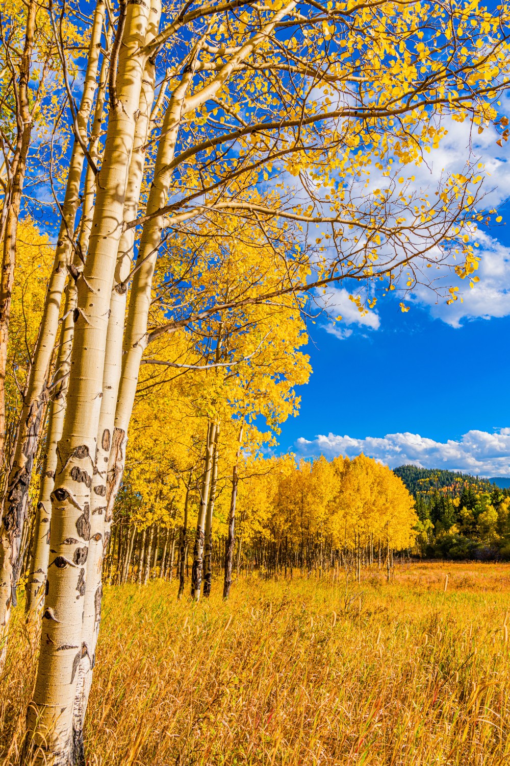 Golden Gate Canyon State Park Colorado: 1st Time Visitor Guide