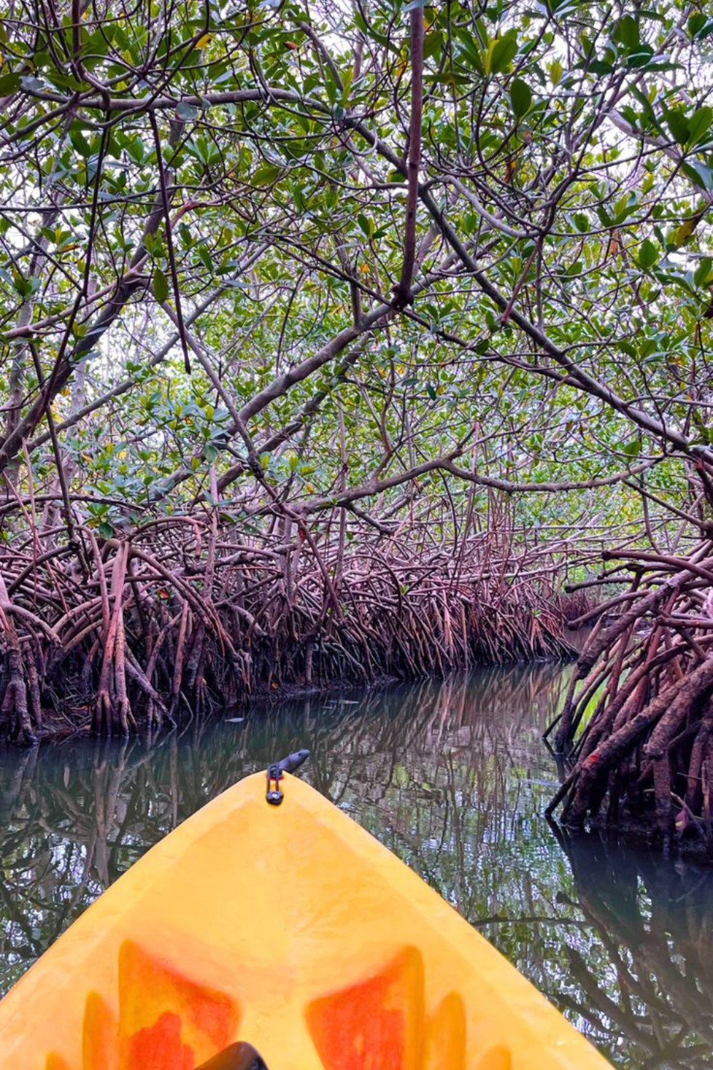 10 Best Things to do in Clearwater Florida | The Nature Seeker
